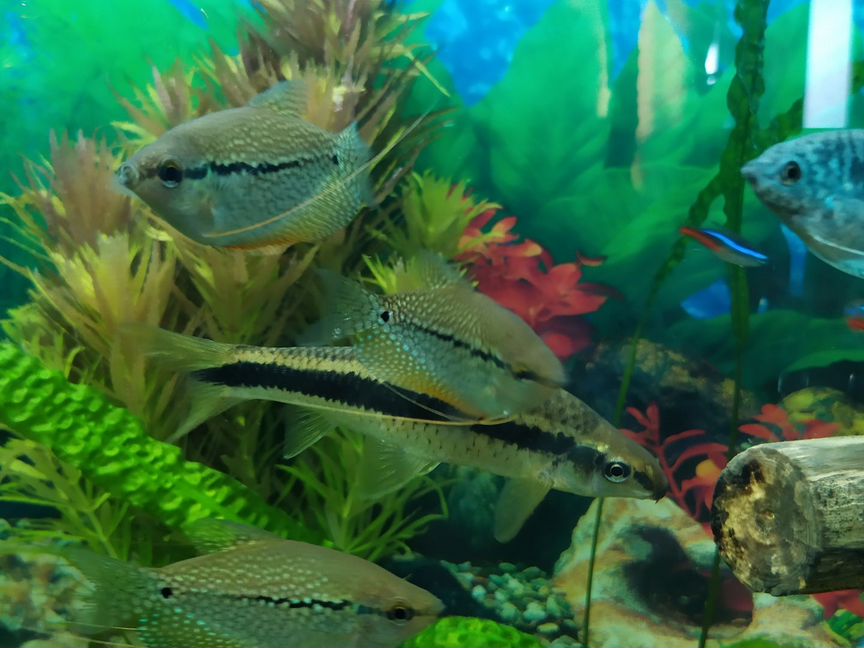 Гурами Жемчужные, Гурами Мраморные