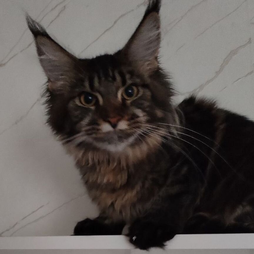 Мейн-кун котёнок