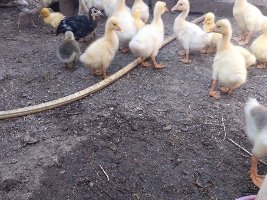 Домашняя птица