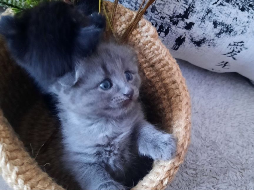 Шотландские вислоухие котята