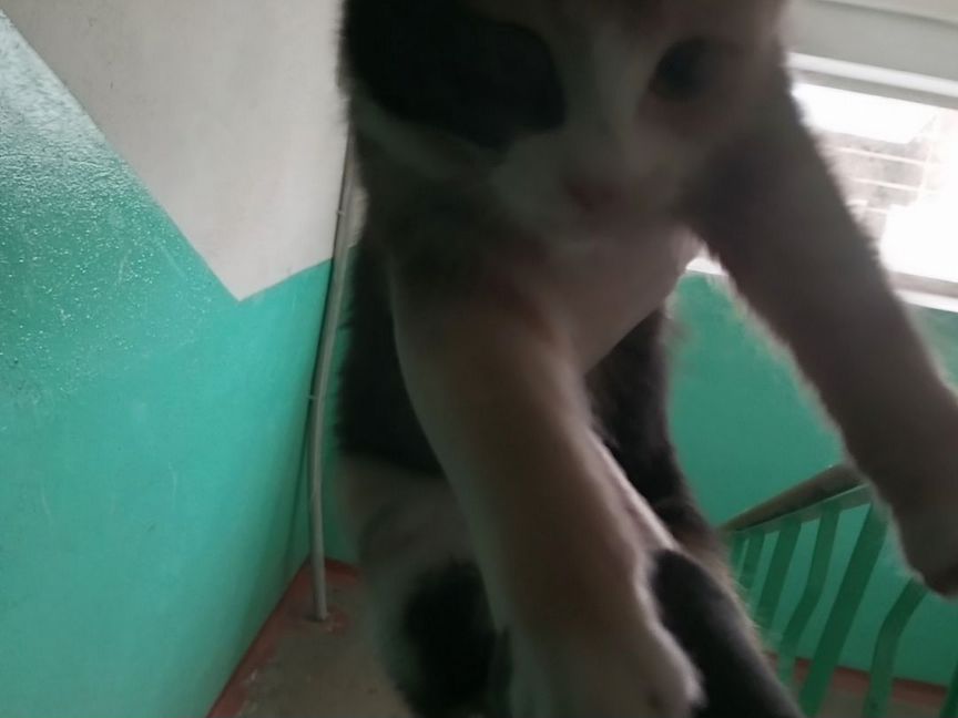 Кот живëт в подъезде Дружилюбный заберите его