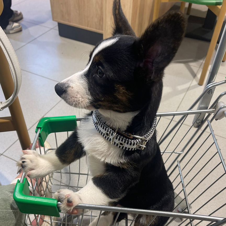 Вельш-корги кардиган мальчик 7 месяцев