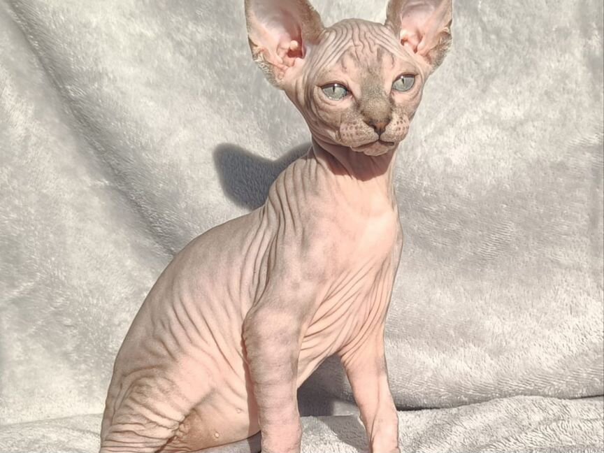 Канадский сфинкс котенок