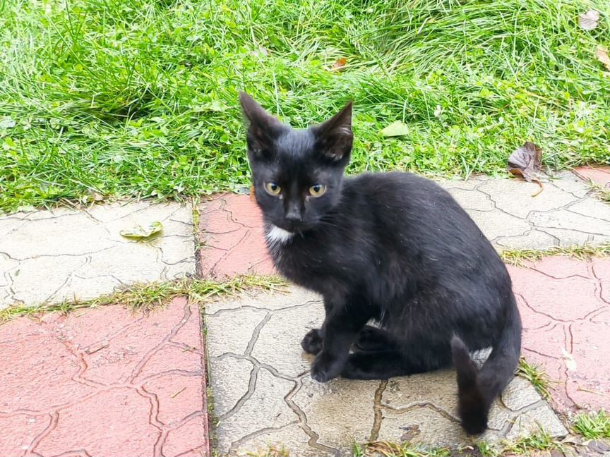 Черный котенок мальчик