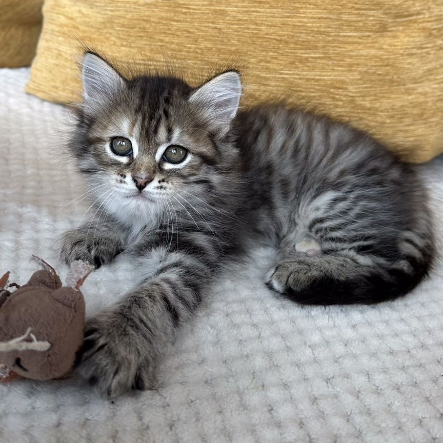 Шустрый котенок 2 месяца