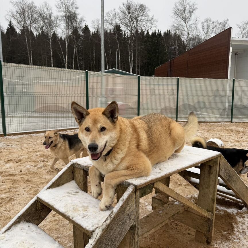 Взрослая собака в добрые руки