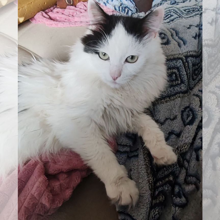 Отдам кота в добрые руки