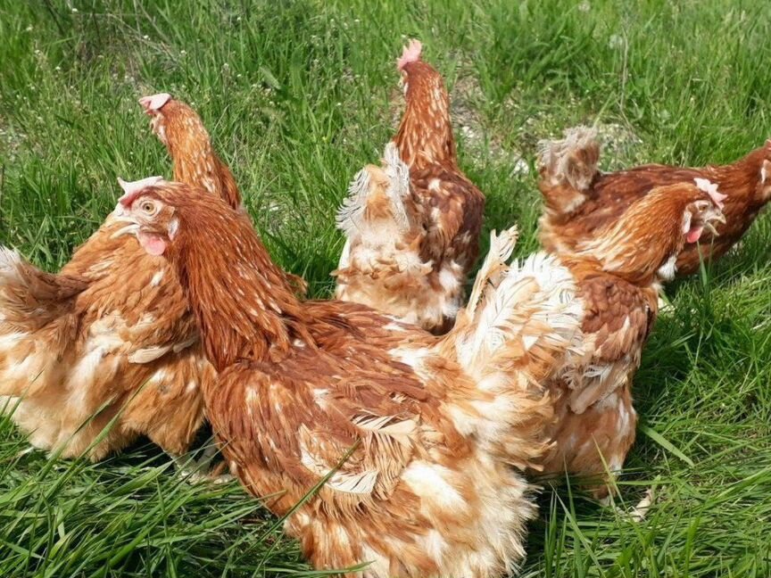 Куры несушки с агрофермы