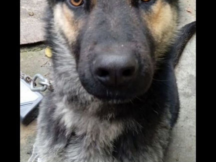 Немецкая авчарка 10 месяцев