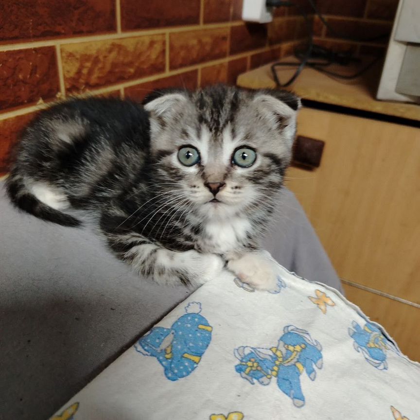 Шотландские котята