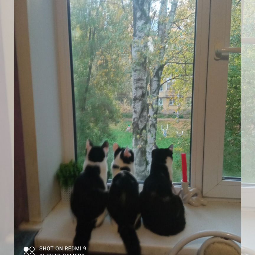 Отдам в добрые руки