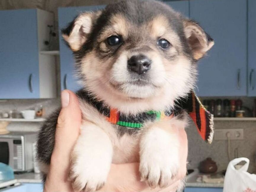 Щенок мальчик, метис, 1,5 мес