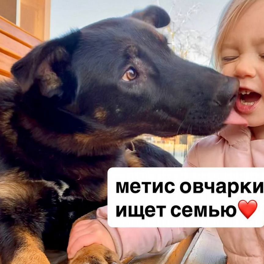 Взрослый пёс в добрые руки