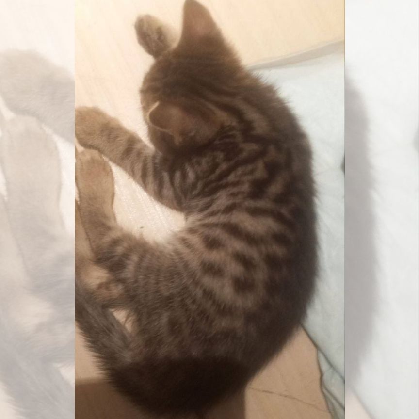 Котёнок в добрые руки