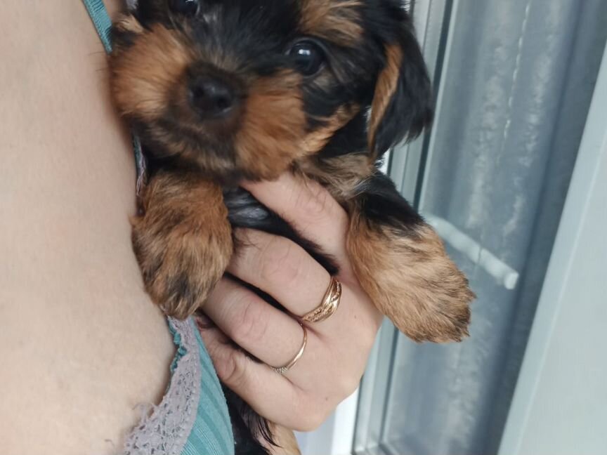 Йоркширский терьер щенки