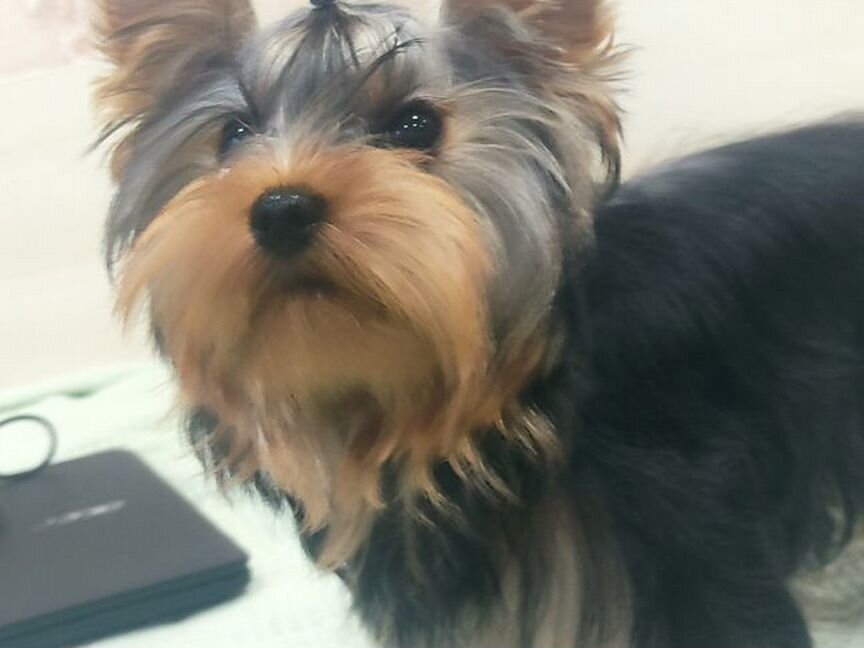 Мини девочка йорк