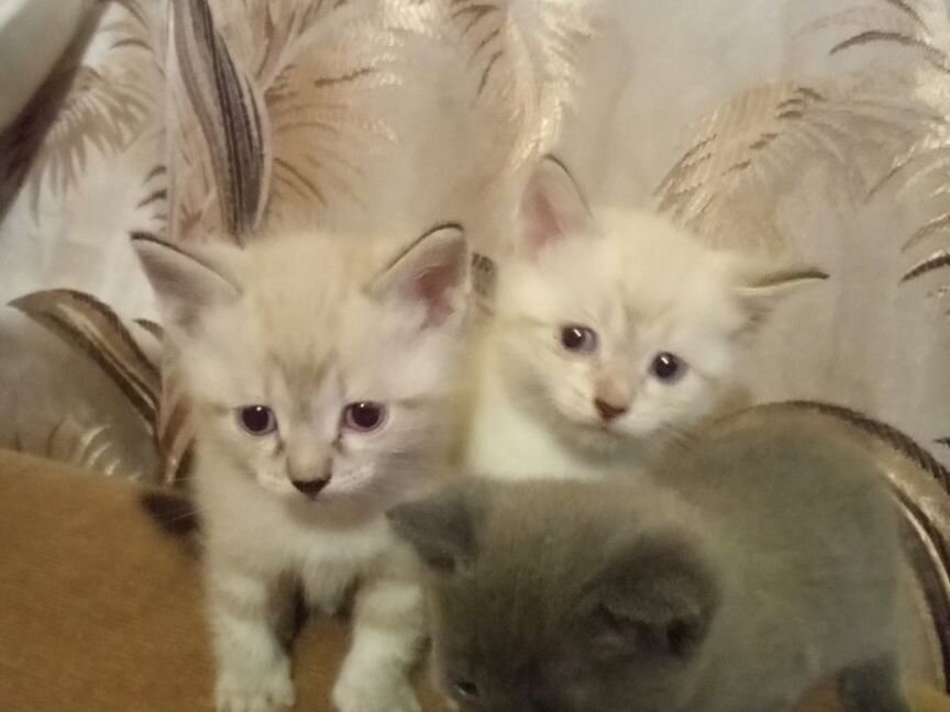Отдам котят в хорошие руки Мама кошка сиамская