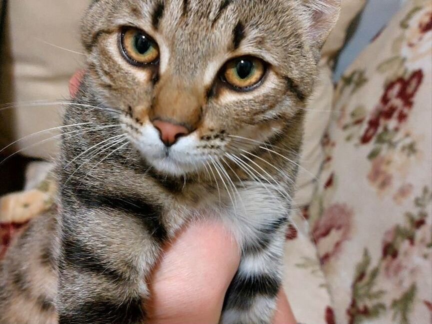 Отдам кота в добрые руки