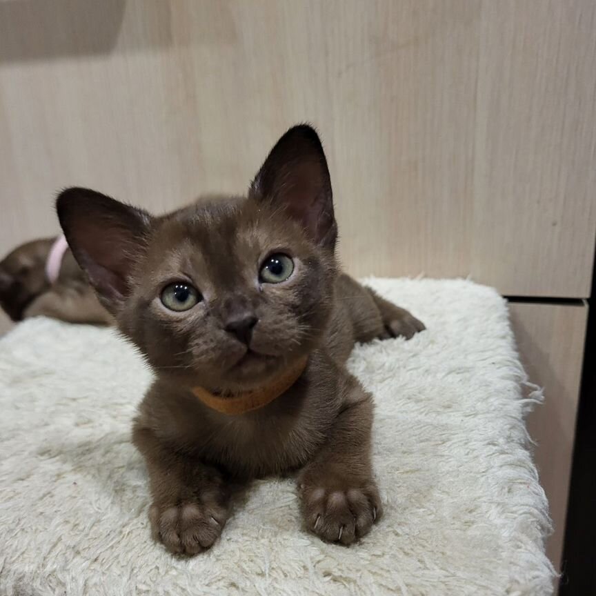 Бурманские котята