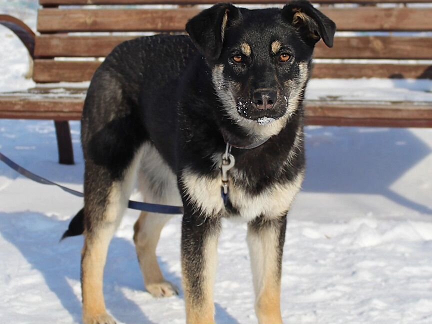 Юная красавица Ванга ищет дом