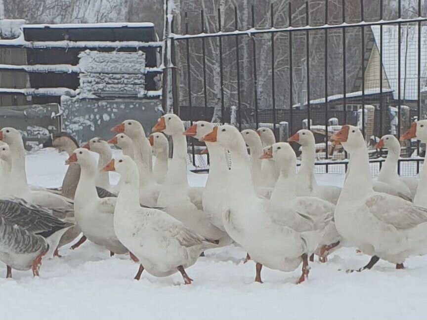 Гуси на мясо