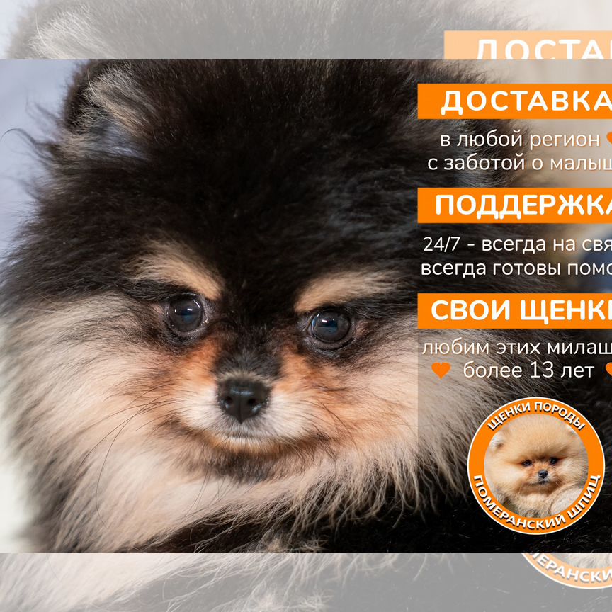 Померанский шпиц, щенок