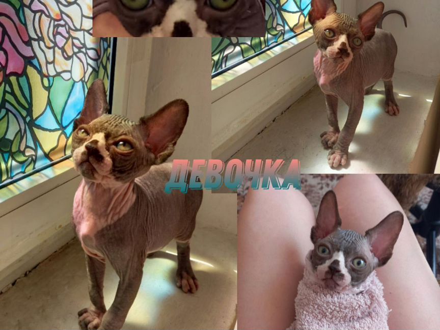 Продажа котят