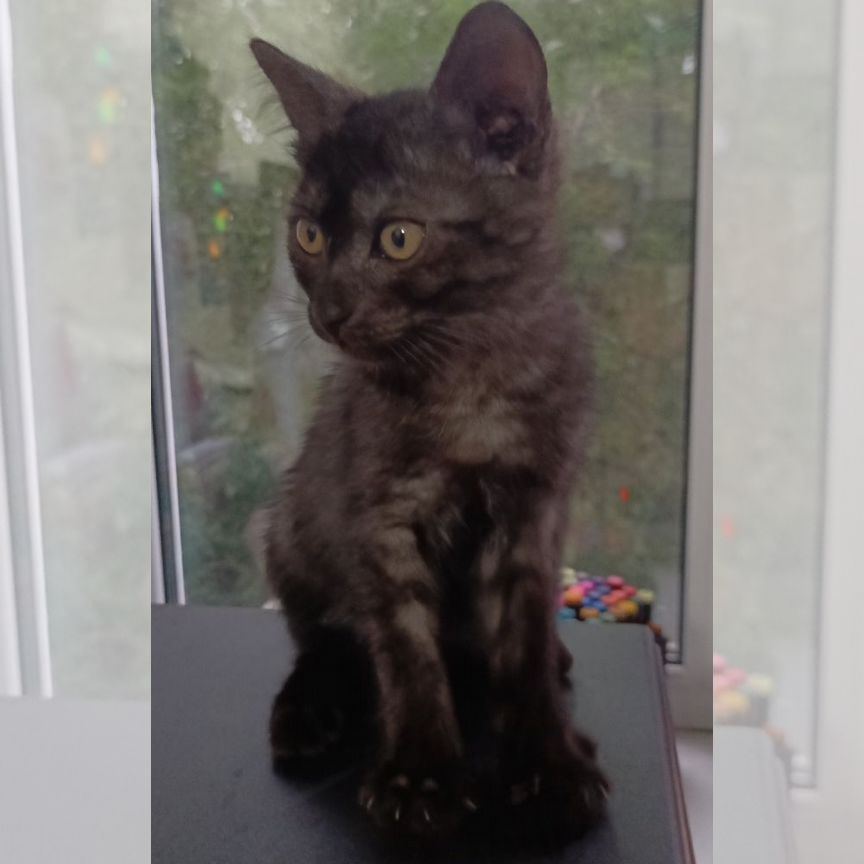 Молодая кошечка