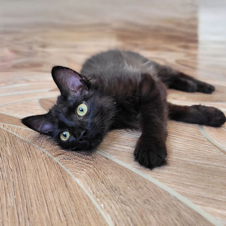 Котёнок Ляля ищет дом, 4,5 месяца