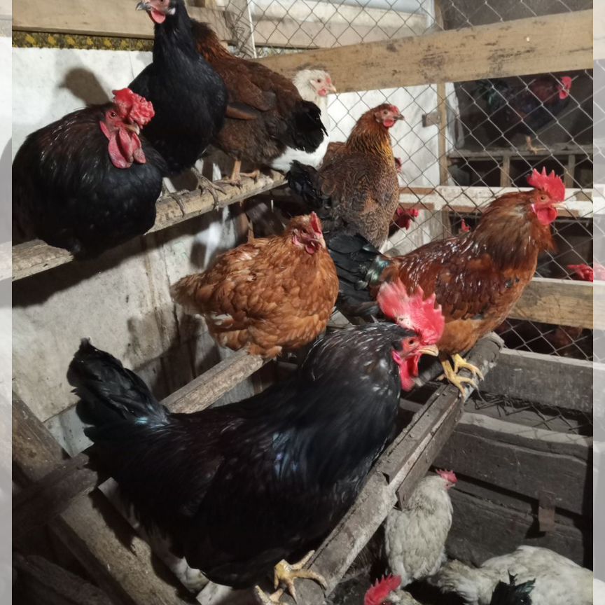 Петух птица продажа