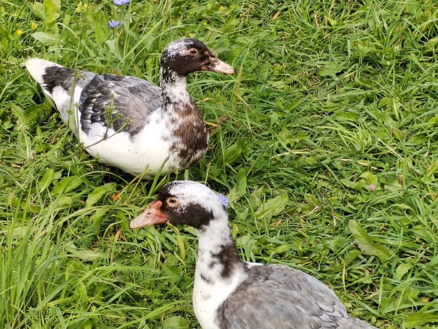 Мускусные утки индоутки индоутята