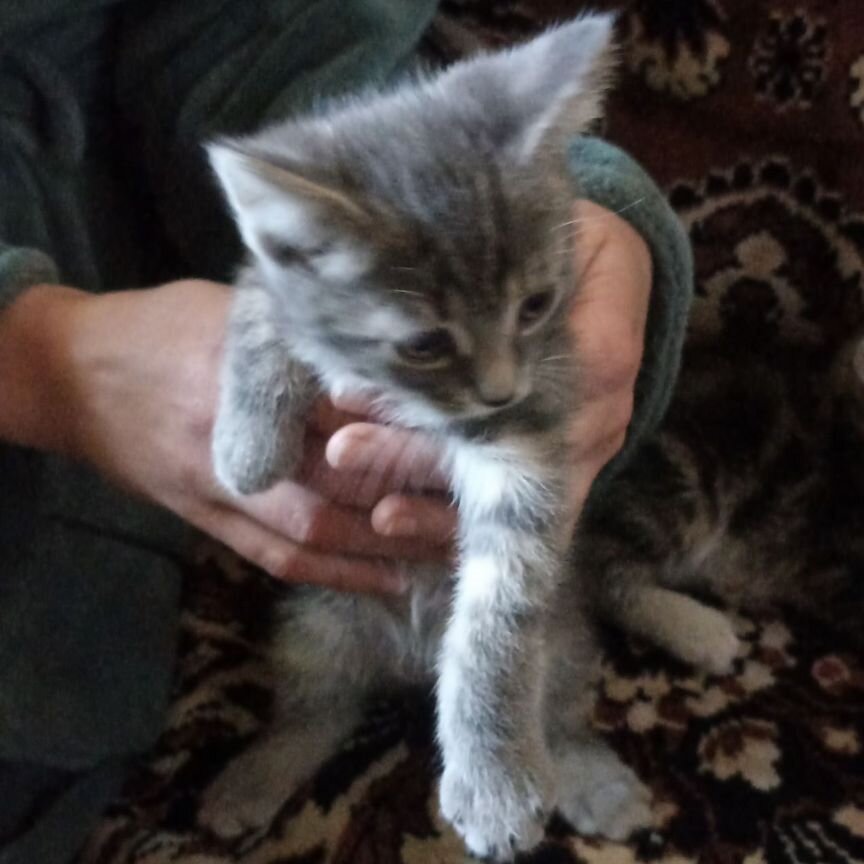 Отдам котят, смесь с бобтейлом (мать). 1.5 мес
