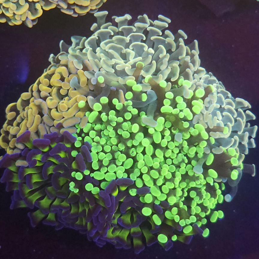 Живой морской коралл Эуфиллия молоточковая Микс