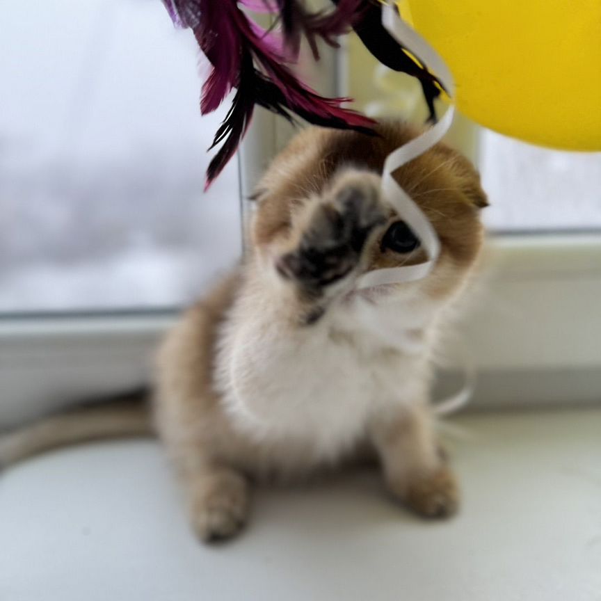 Скоттиш фолд