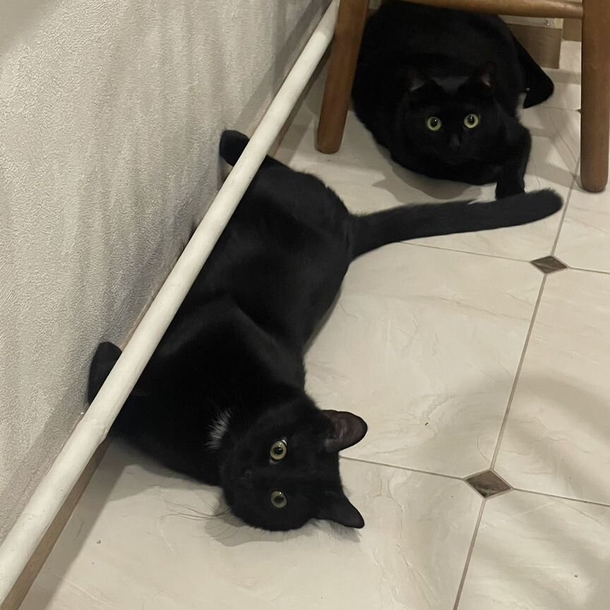 Кошка и Кот в дар
