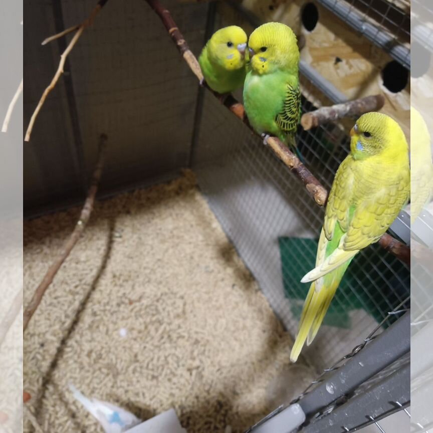 Птенцы, волнистый попугай