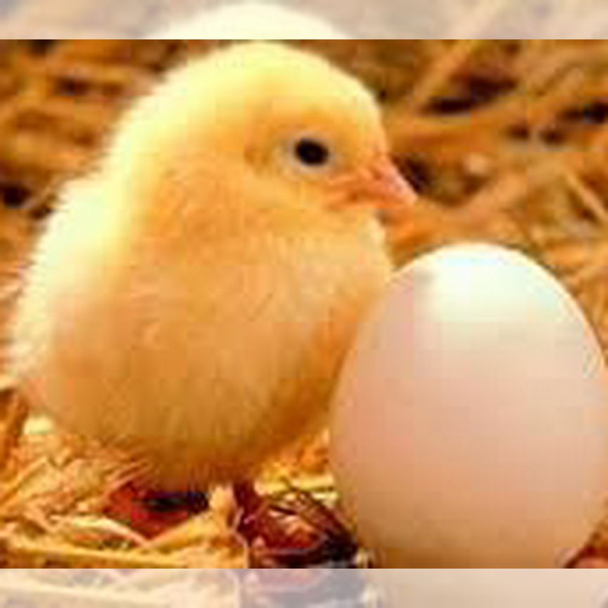 Продам цыплят