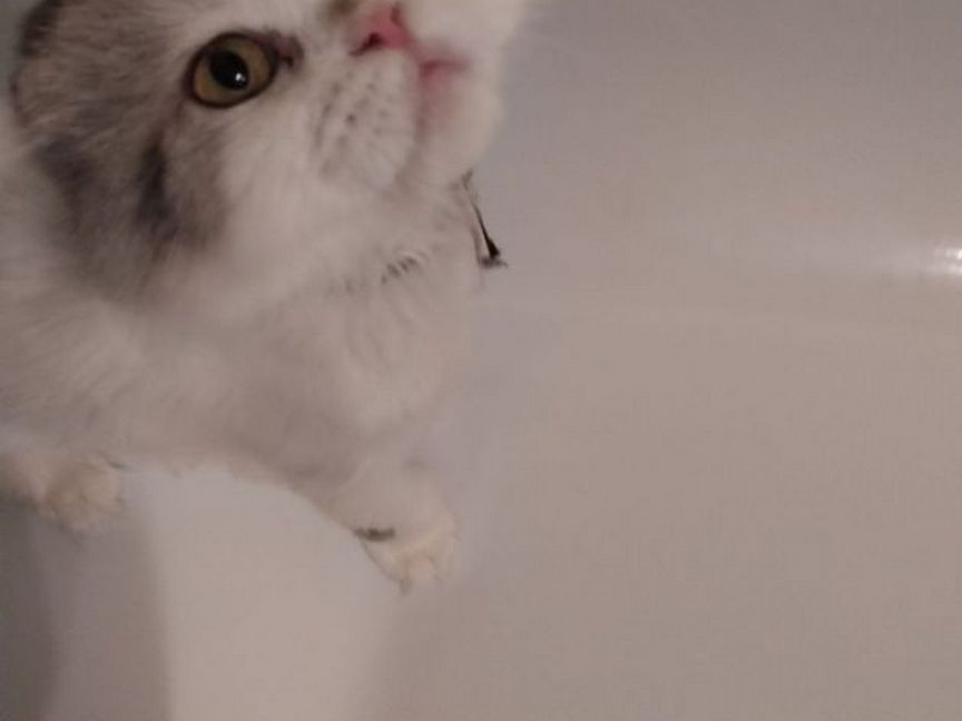 Кошечка Форд, британка вислоухая