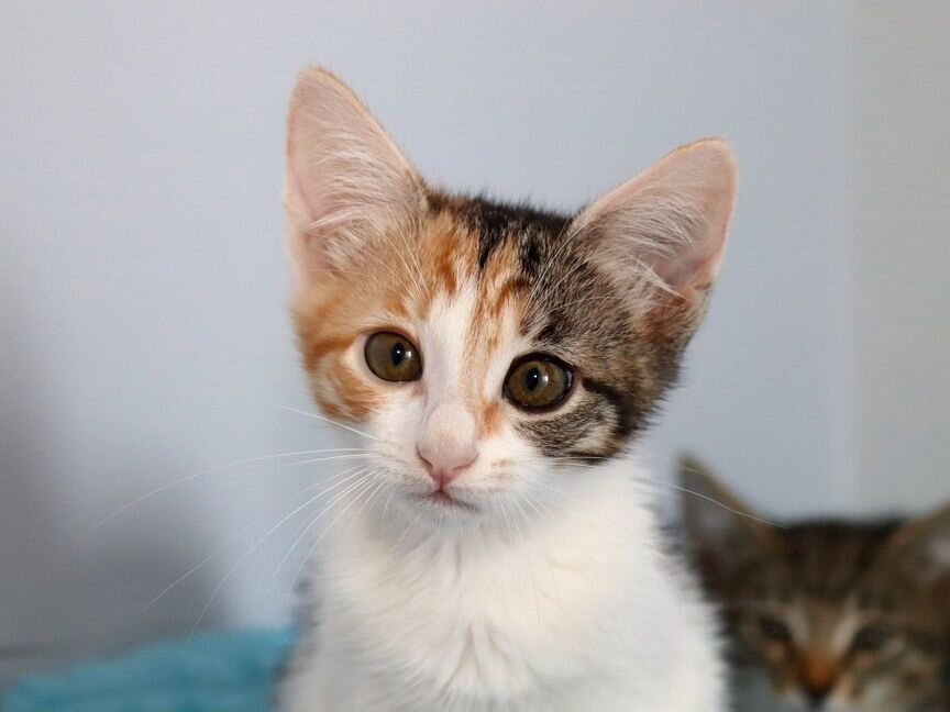 Котёнок в поисках дома