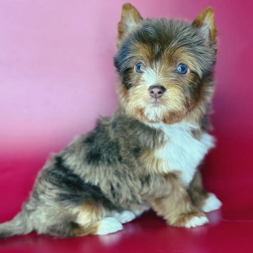 Йоркширский терьер, щенок