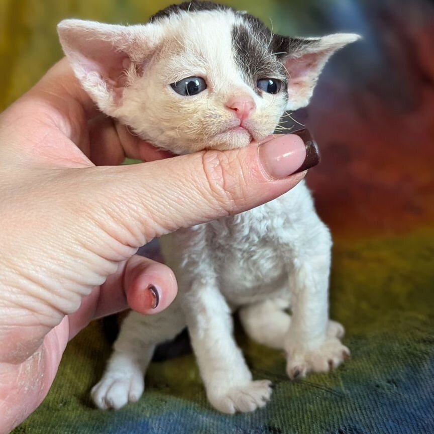 Девон-рекс котёнок
