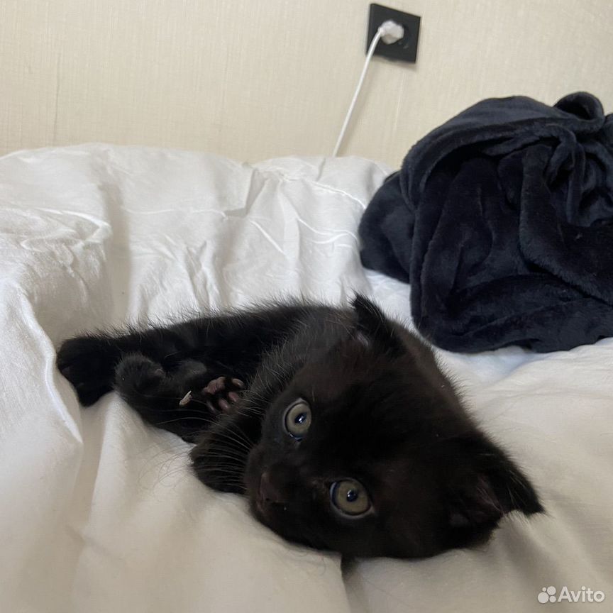 Котенок вислоухий