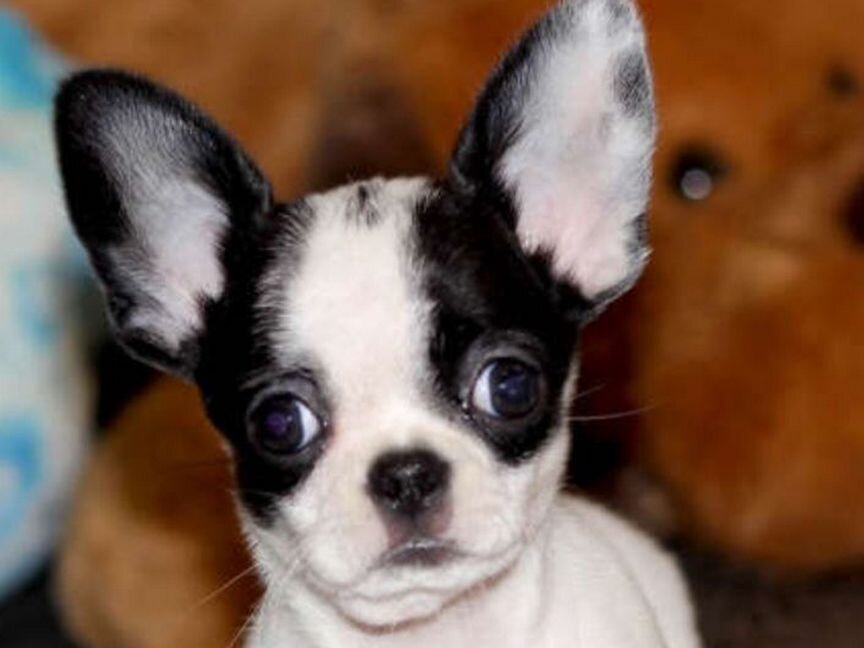 Новогоднее чудо