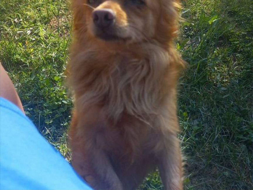 Помчи ищет невесту