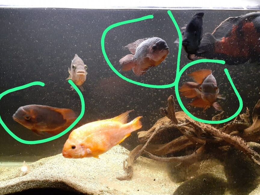 Бражная (винная)цихлазома