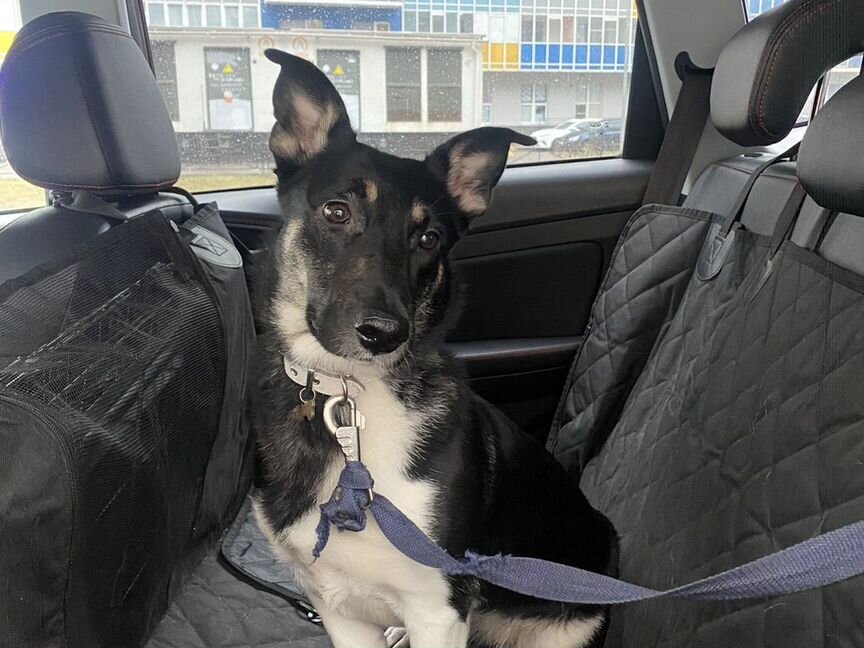 Собака Эльза ищет дом