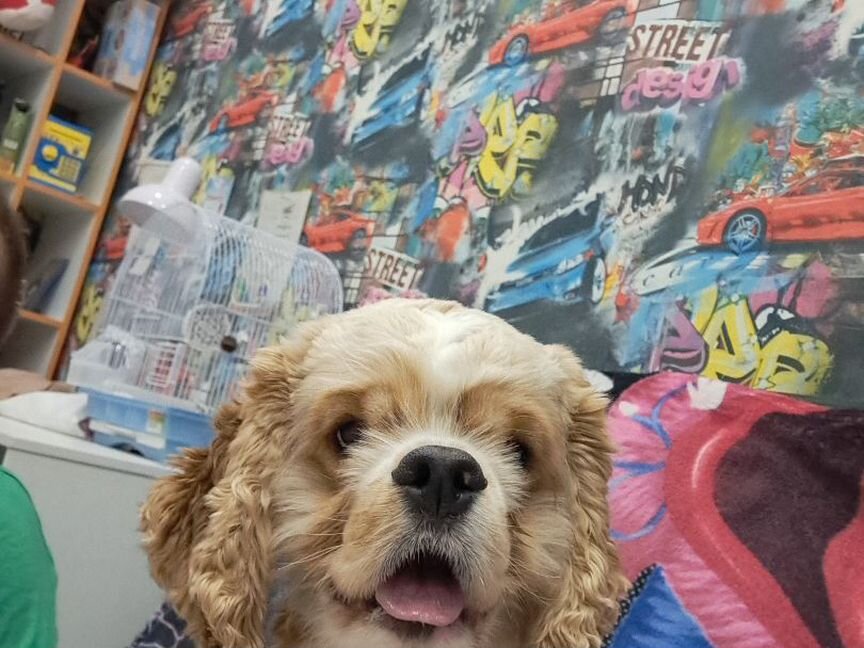 Кокер спаниель