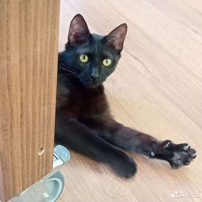 Чёрная красотка Черри ищет дом