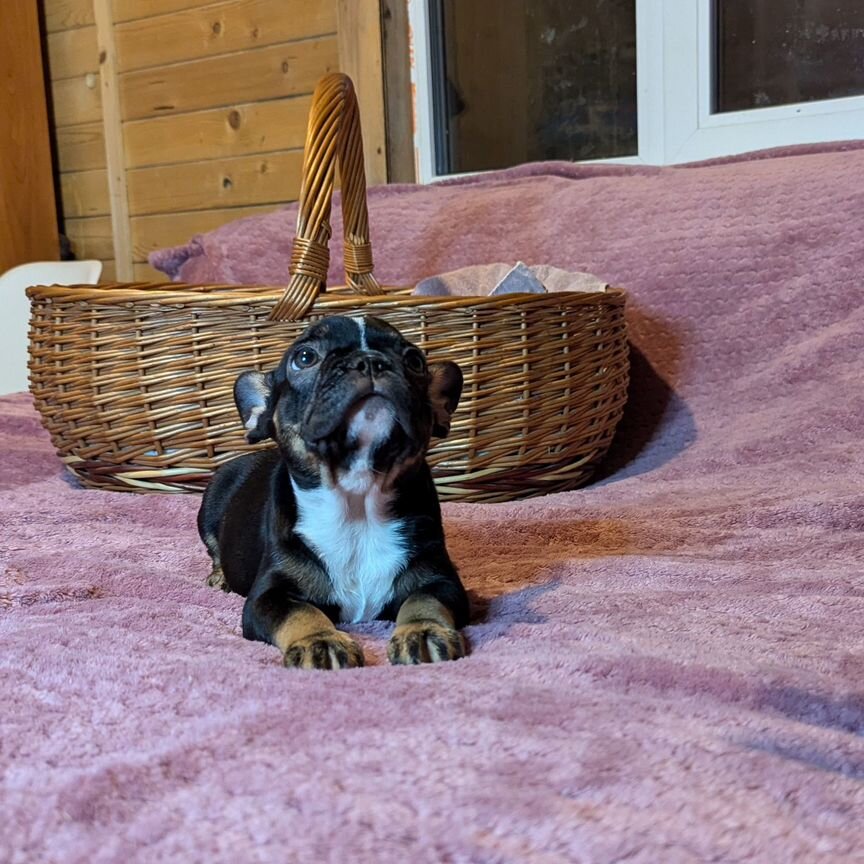 Французский бульдог девочка