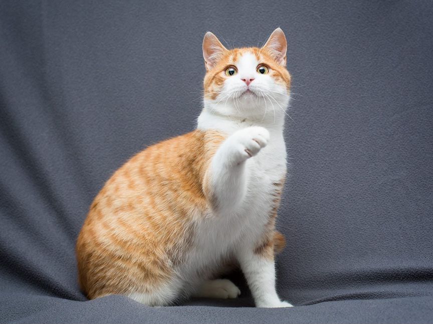 Малыш Лучик в самые добрые руки